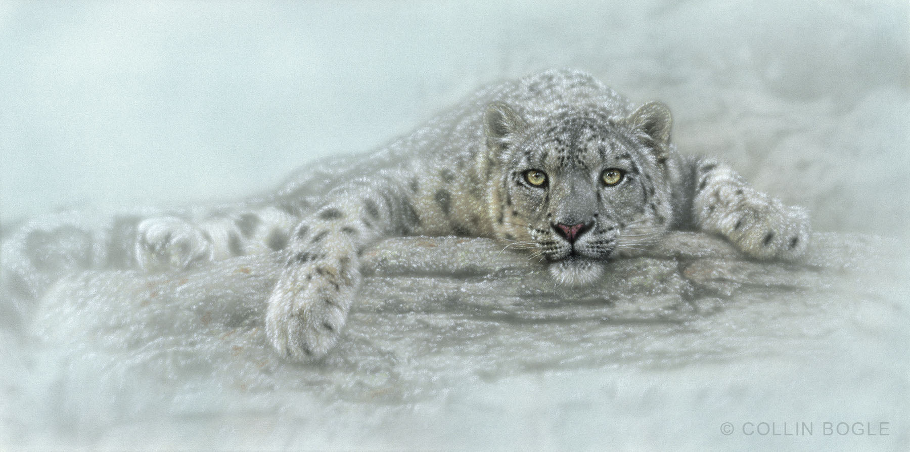 Chillin - Snow Leopard Original Painting – Collin Bogle Nature Art