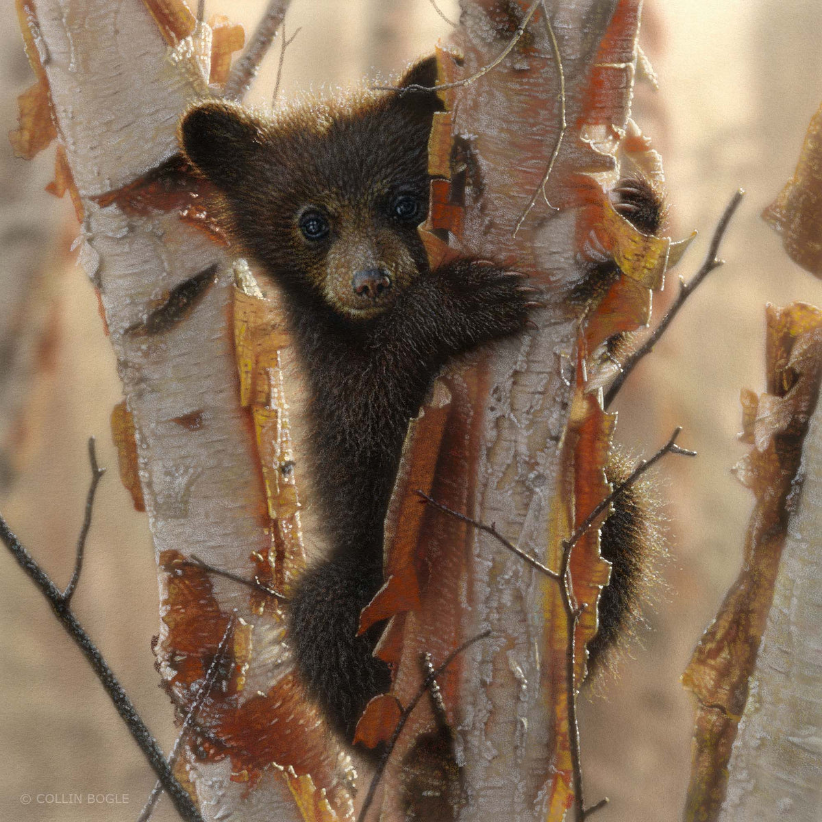 Collin Bogle Nature Art | Wildlife Paintings | Fine Art Prints