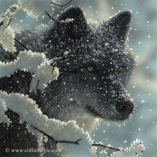 Wolf Art Prints, Wolf Paintings, Wolves Artist Collin Bogle – Collin ...