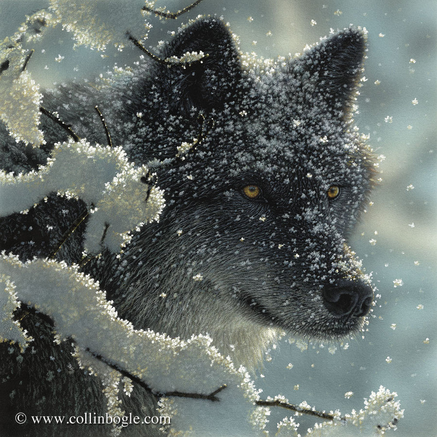 Wolf Art Prints, Wolf Paintings, Wolves Artist Collin Bogle – Collin ...