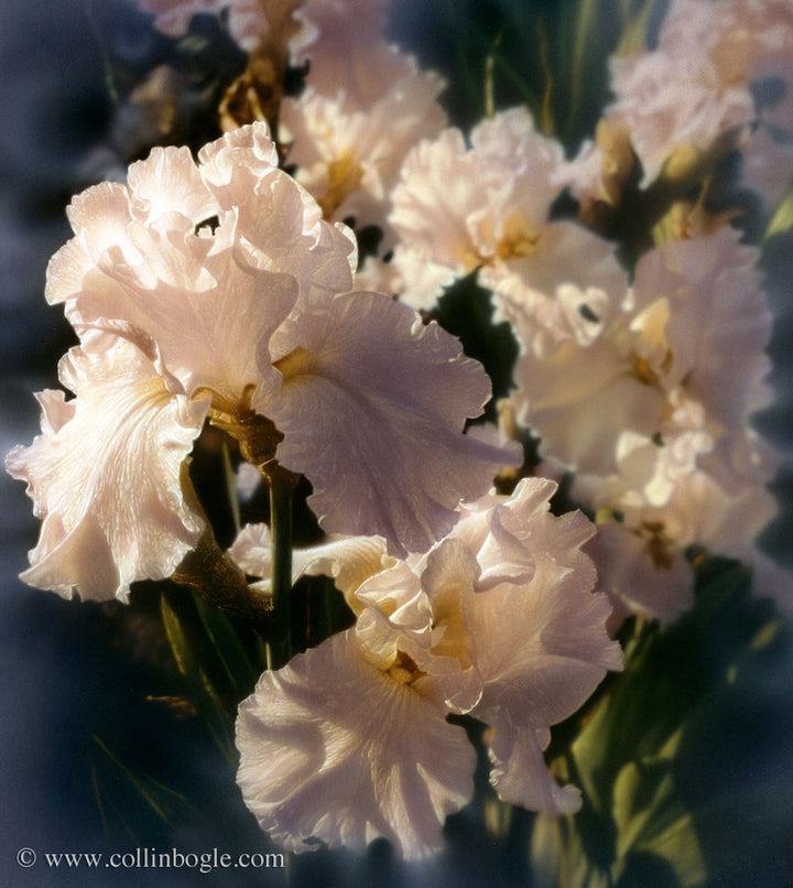 Flower Art Prints | Floral Paintings | Collin Bogle Nature Art