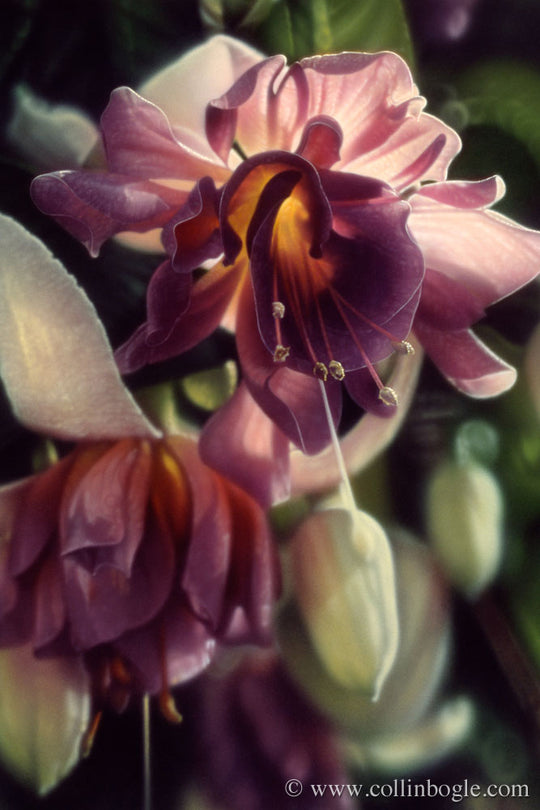 Flower Art Prints | Floral Paintings | Collin Bogle Nature Art