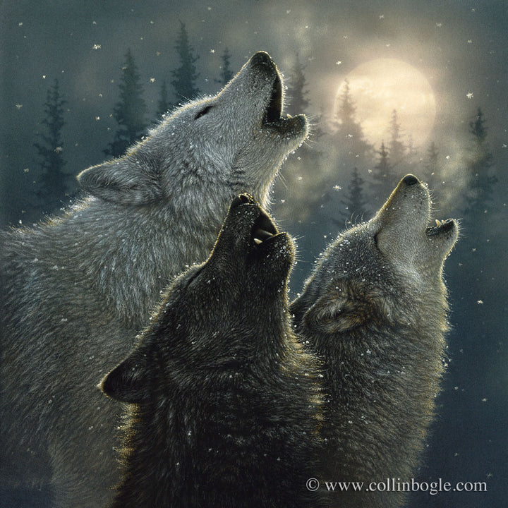 Wolf Art Prints, Wolf Paintings, Wolves Artist Collin Bogle – Collin ...