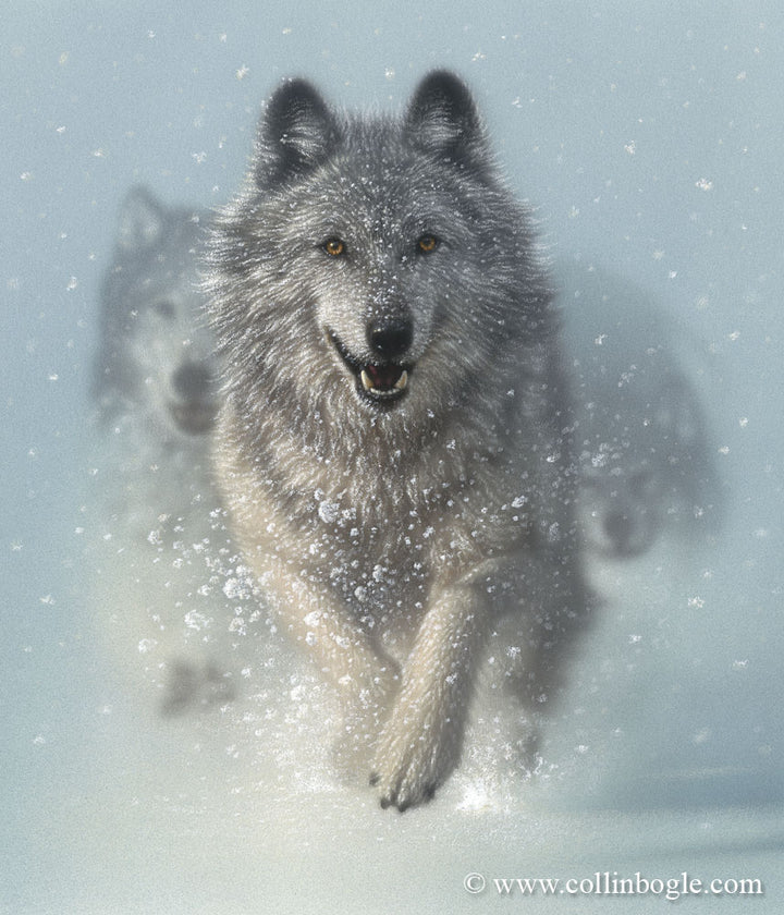 Wolf Art Prints, Wolf Paintings, Wolves Artist Collin Bogle – Collin ...